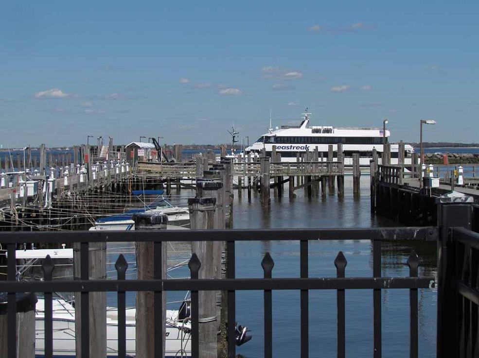 Gannet - Champion of Diving in Action On Sandy Hook Bay