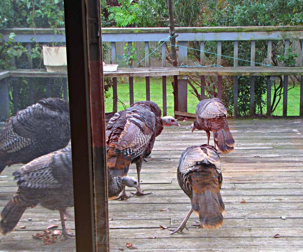 Wildlife Watching in Backyard