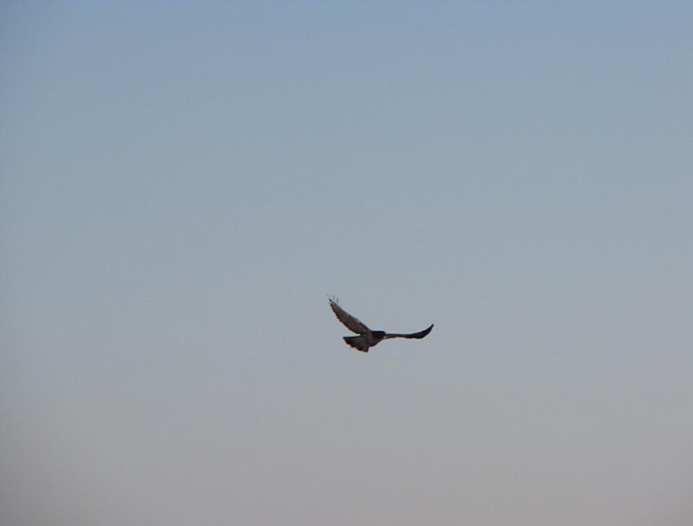 Winter Bird Watching in National Wildlife Refuge in New Jersey