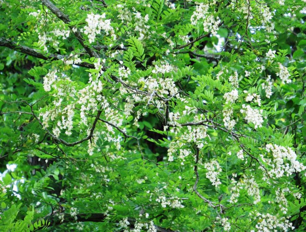 Late Spring in Holmdel Park
