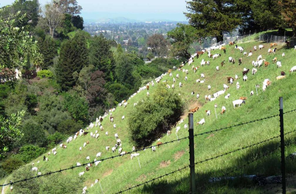 Natural Lawnmower in California by using Hundreds of Goats to Mow the Lawn