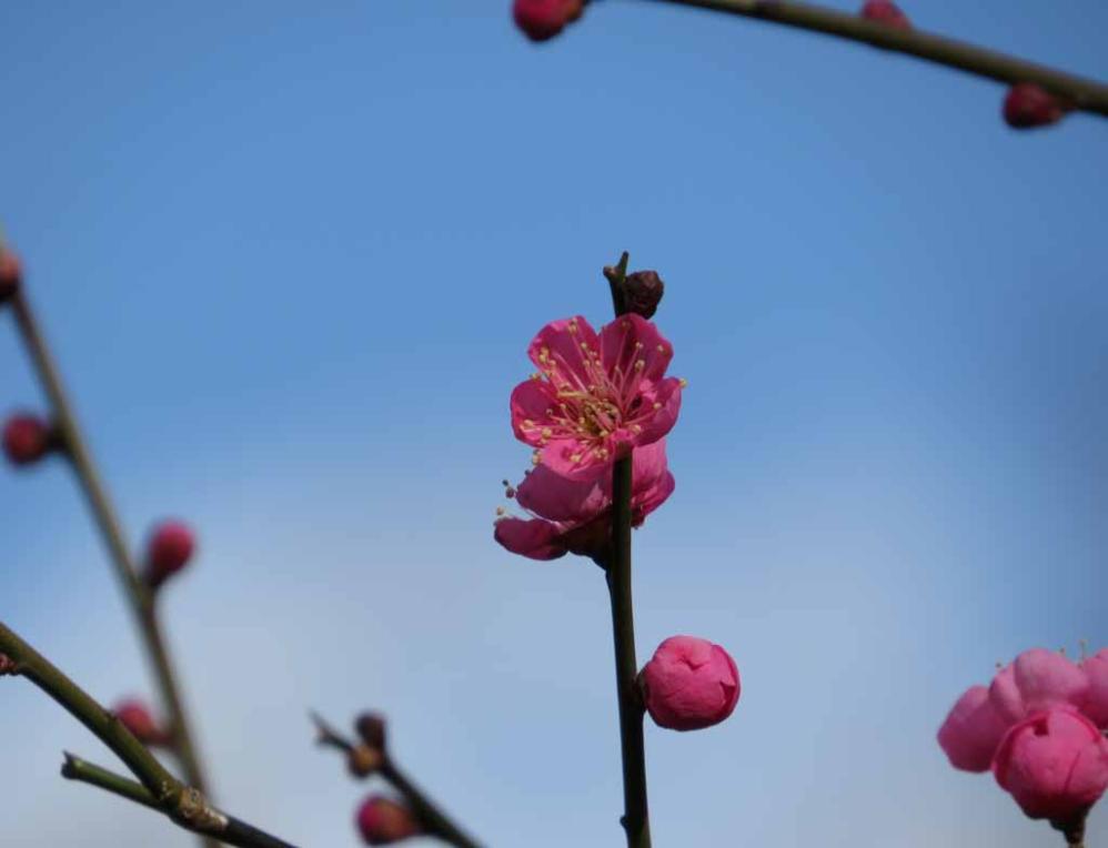 Prunus mume Blossoms are Blooming