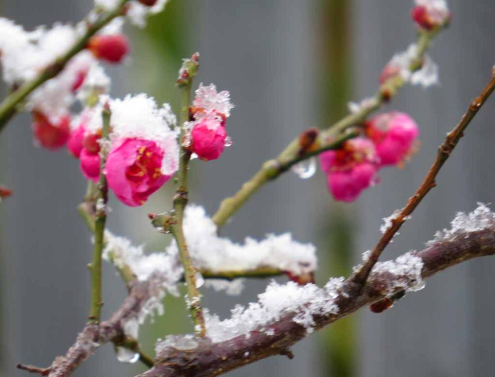 Prunus mume Trees are Blooming in Snow in Early Spring