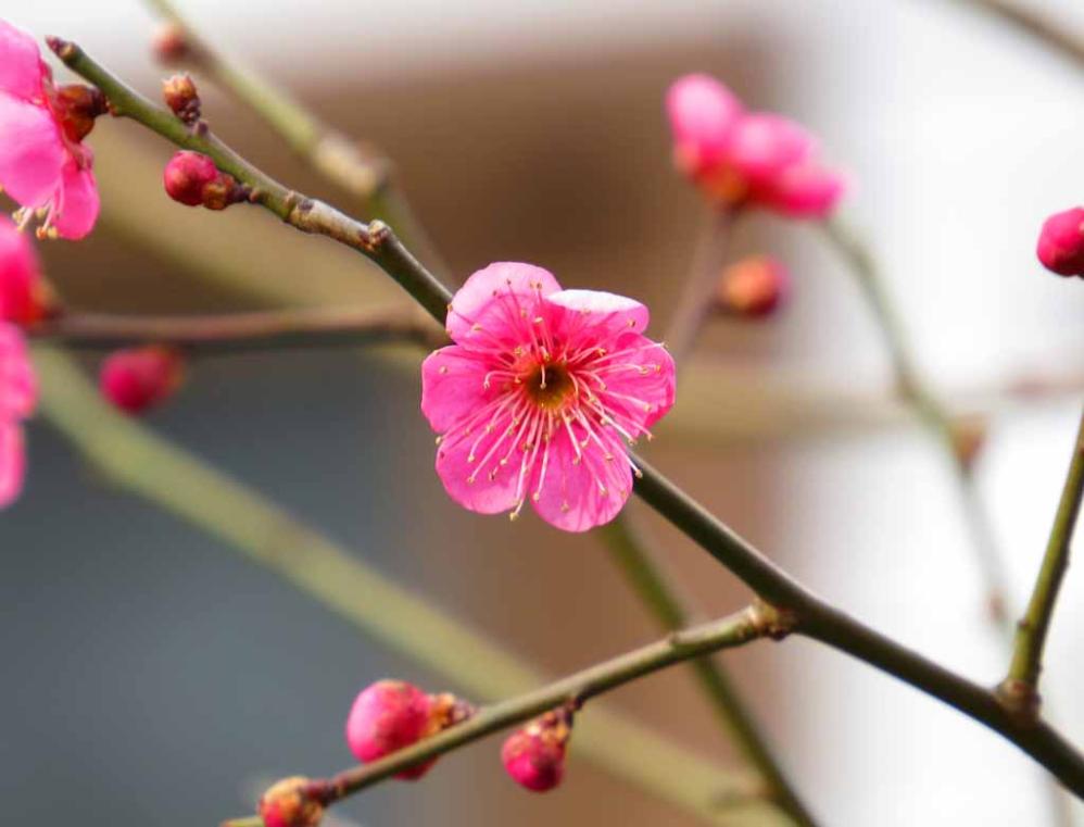 Prunus mume Blossoms are Blooming