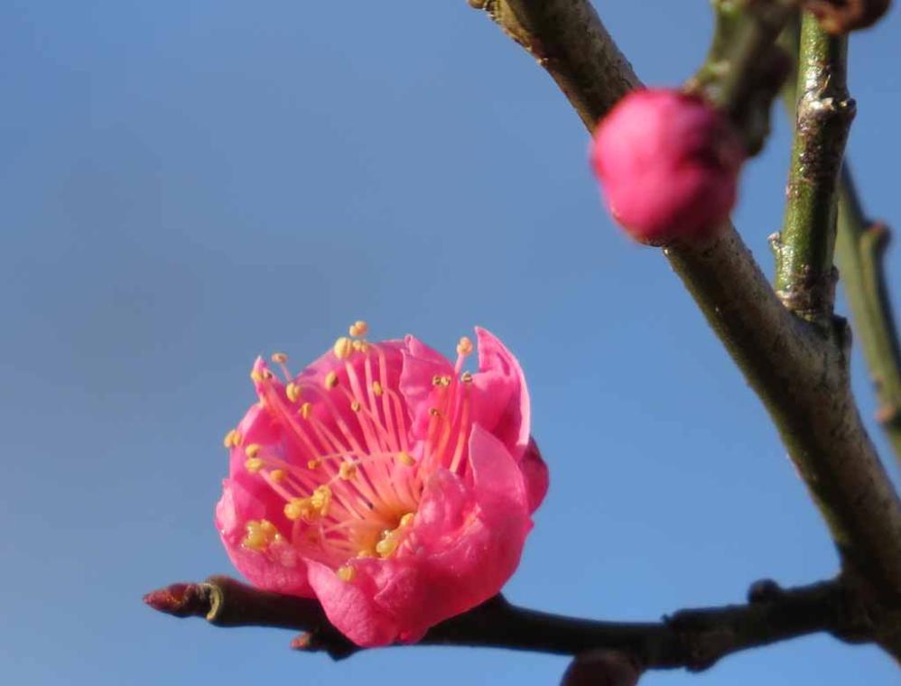 Prunus mume Blossoms are Blooming