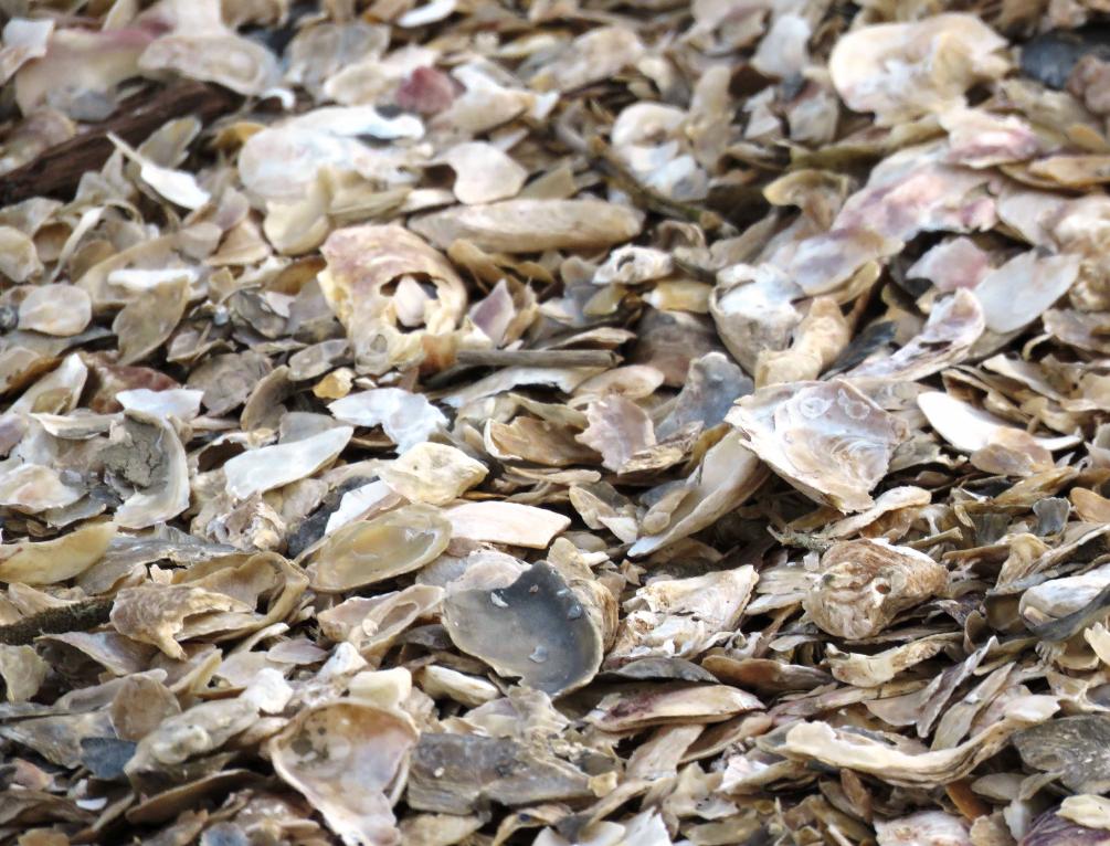 Winter Bird Watching in San Francisco Bay Area