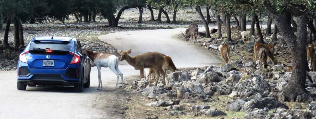 Natural Bridge Caverns and Natural Bridge Wildlife Ranch