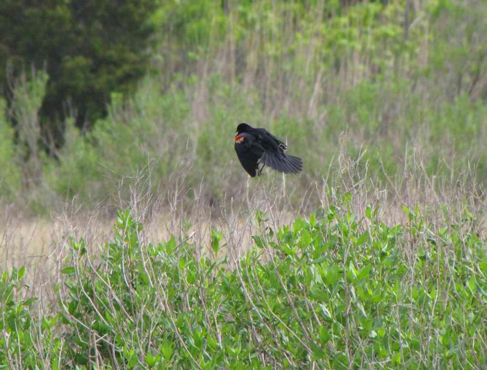 Spring Bird Watching at Sandy Hook in New Jersey