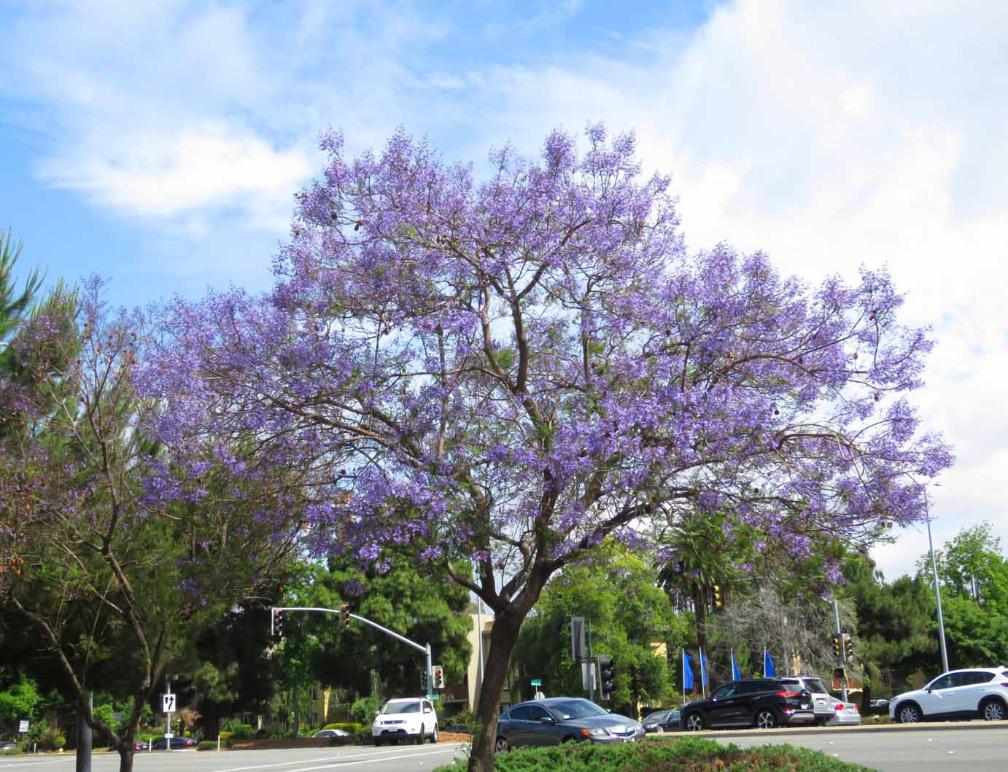 Beautiful Roadsisde Flowers in San Francisco Bay Area