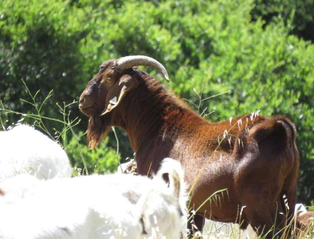 Natural Lawnmower in California by using Hundreds of Goats to Mow the Lawn