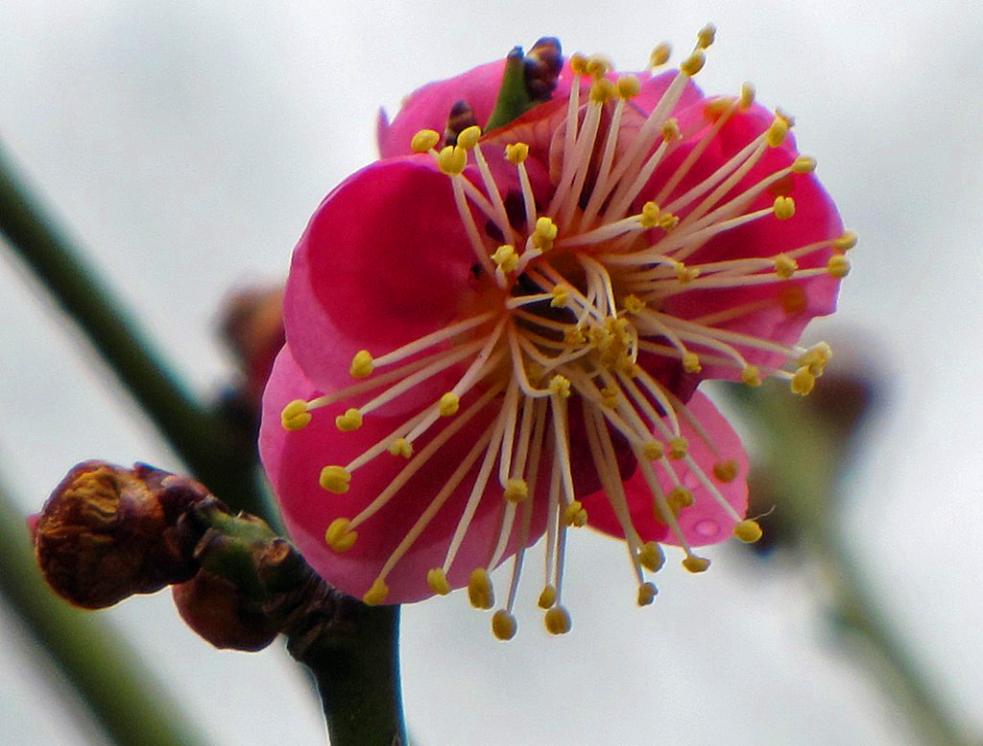 Prunus mume Blossoms are Blooming