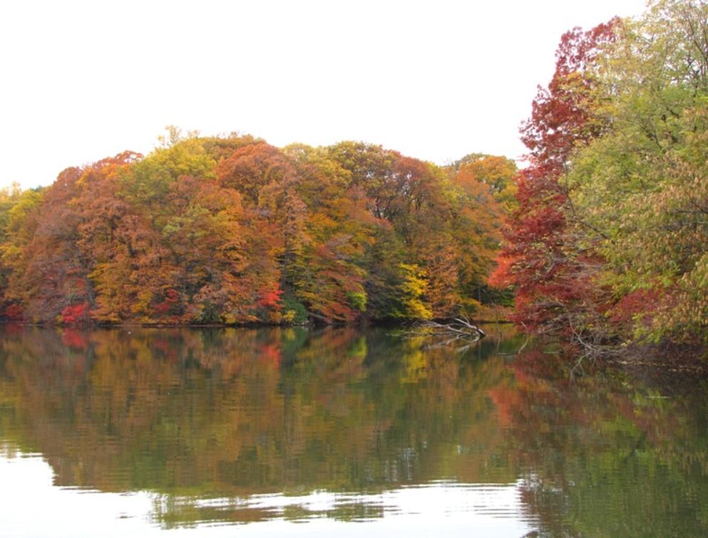 More on Autumn Foliage in Garden State