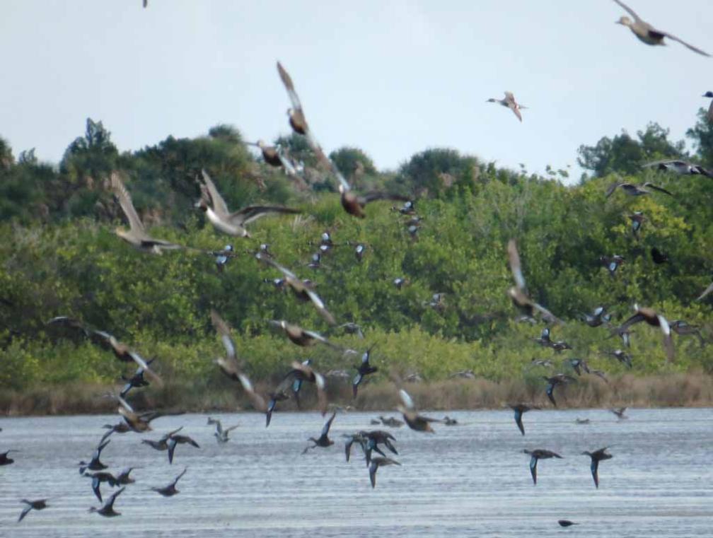Many Birds in Merritt Island, Viera Wetlands, and Lake Okeechobee in ...