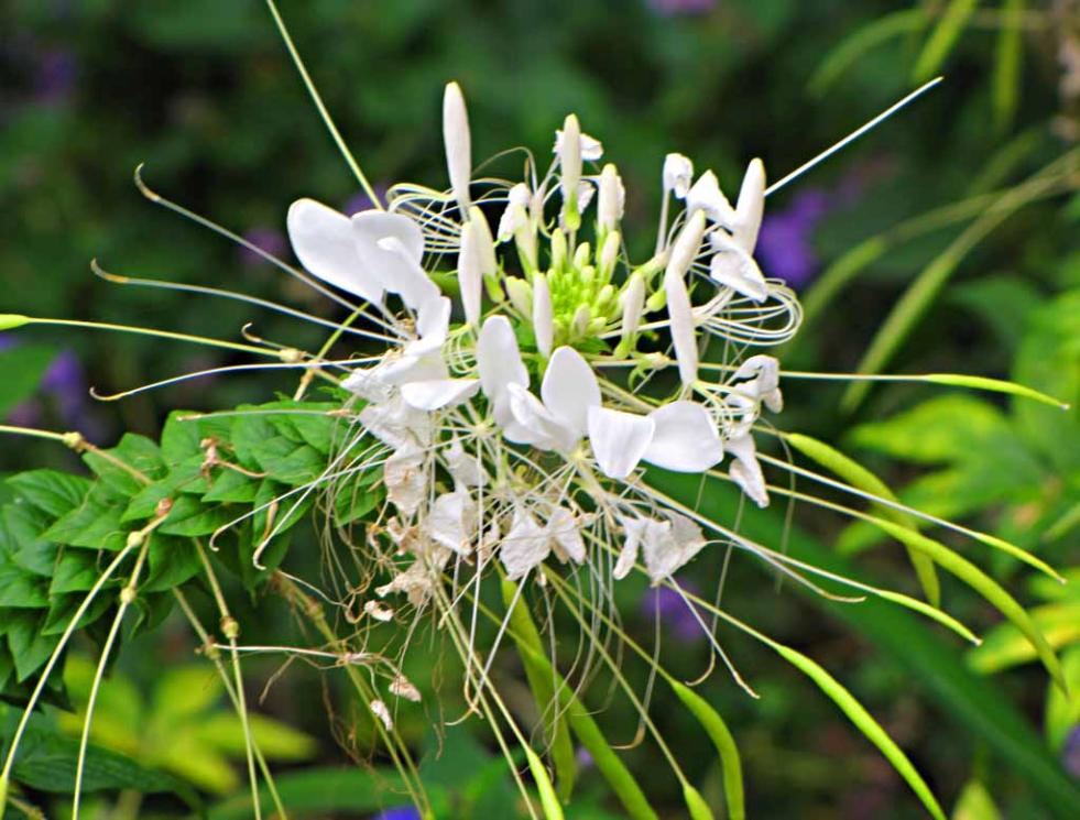 Lotus and Other Beautiful Flowers in Princeton, New Jersey, USA