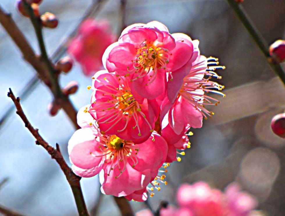 Prunus mume Blossoms are Blooming