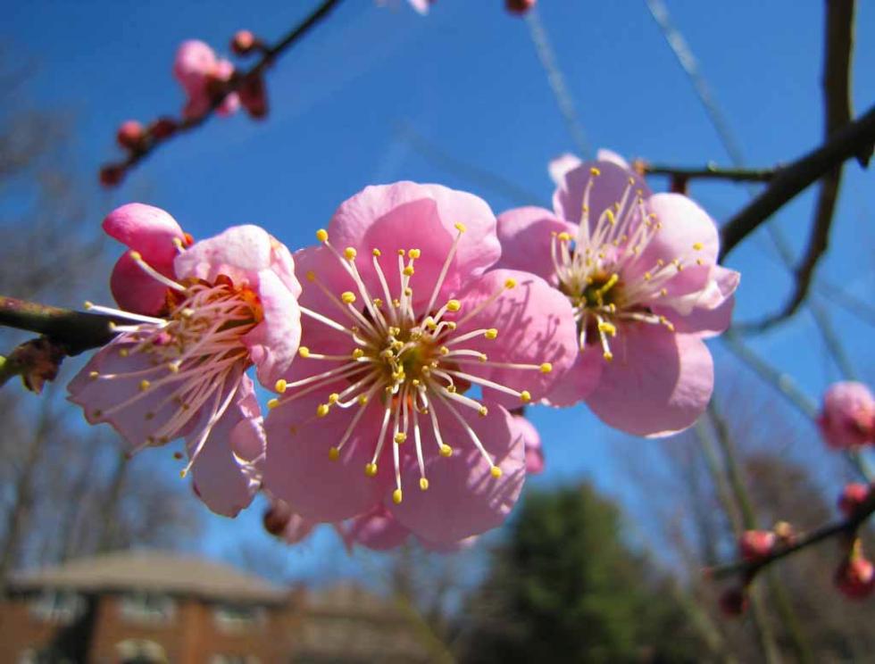 Prunus mume Blossoms are Blooming