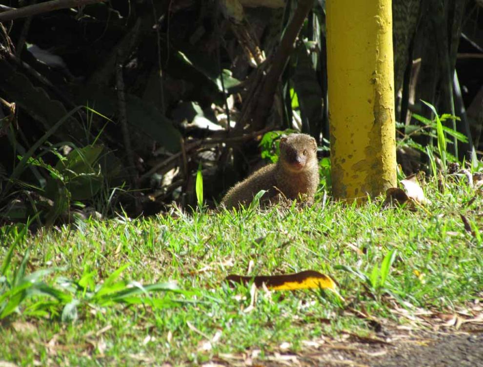 Fantastic Hawaii Island Cruise: Part 2 More on Island Of Oahu