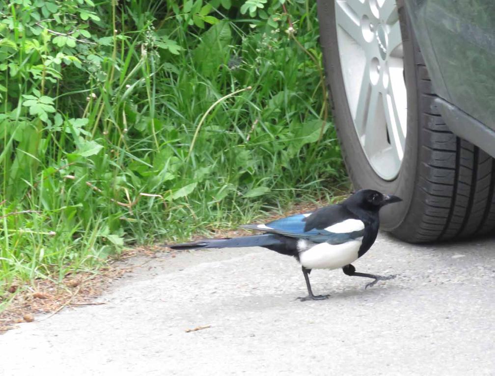 More on Spectacular Canadian Rockies Toured in the Summer of 2019