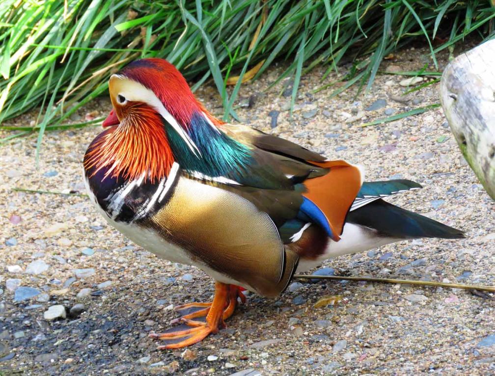 Beautiful Mandarin Ducks in Palo Alto in San Francisco Bay Area