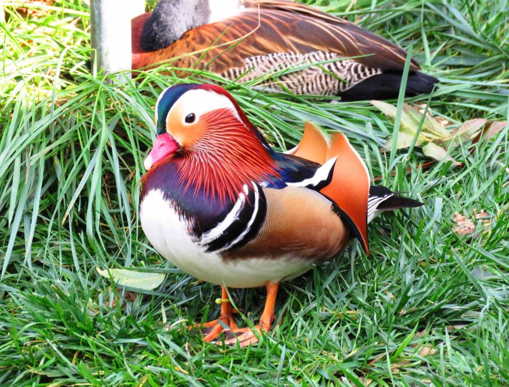 Beautiful Mandarin Ducks in Palo Alto in San Francisco Bay Area