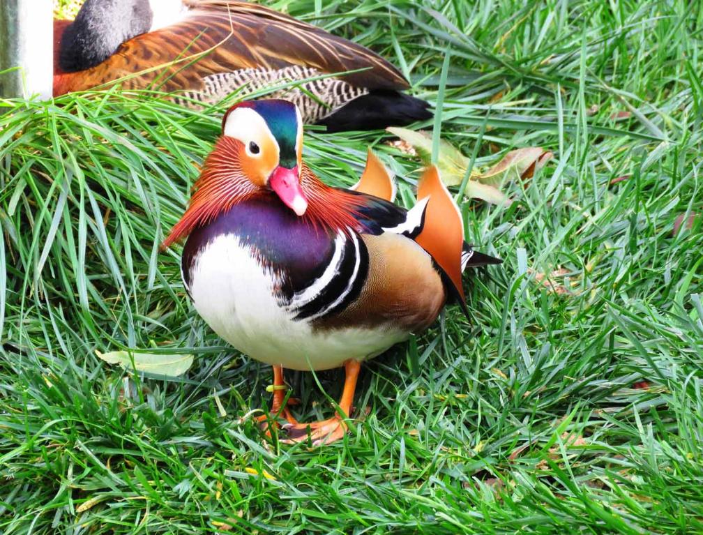 Beautiful Mandarin Ducks in Palo Alto in San Francisco Bay Area