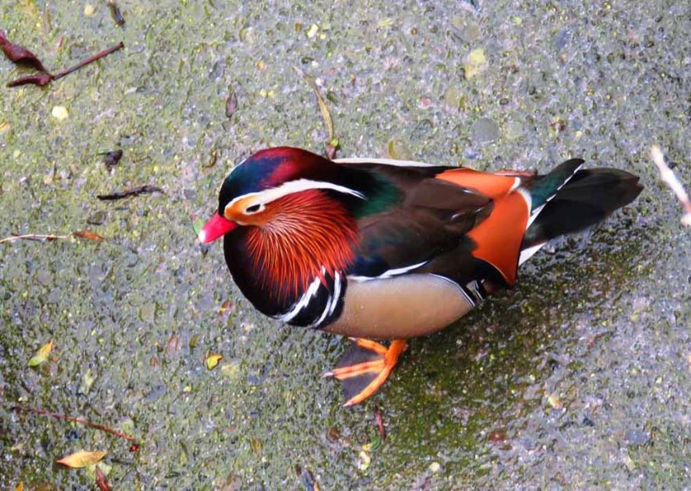 Beautiful Mandarin Ducks in Palo Alto in San Francisco Bay Area