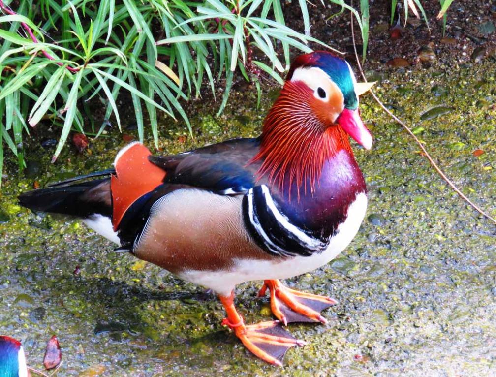 Beautiful Mandarin Ducks in Palo Alto in San Francisco Bay Area