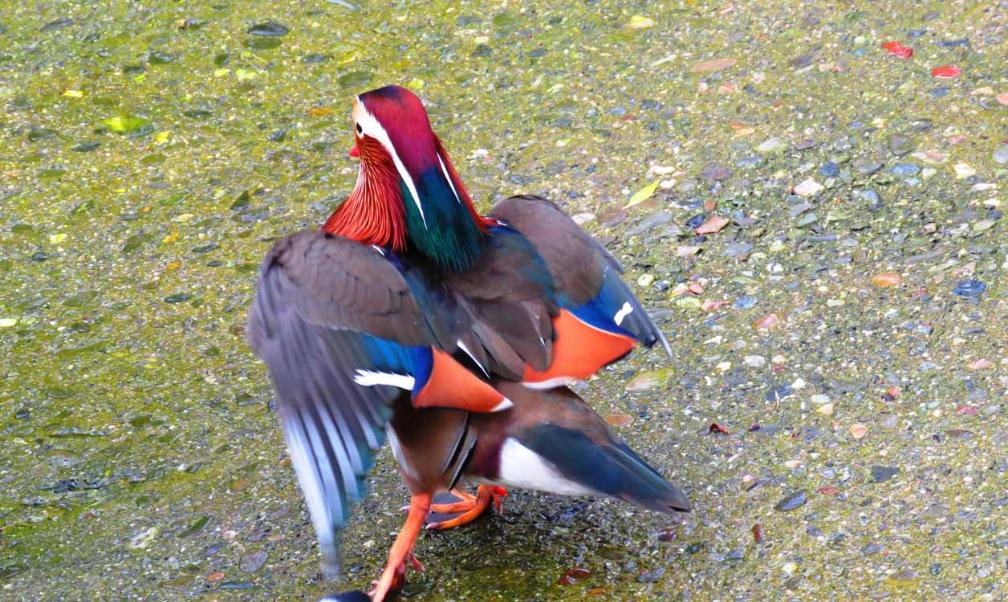 Beautiful Mandarin Ducks in Palo Alto in San Francisco Bay Area