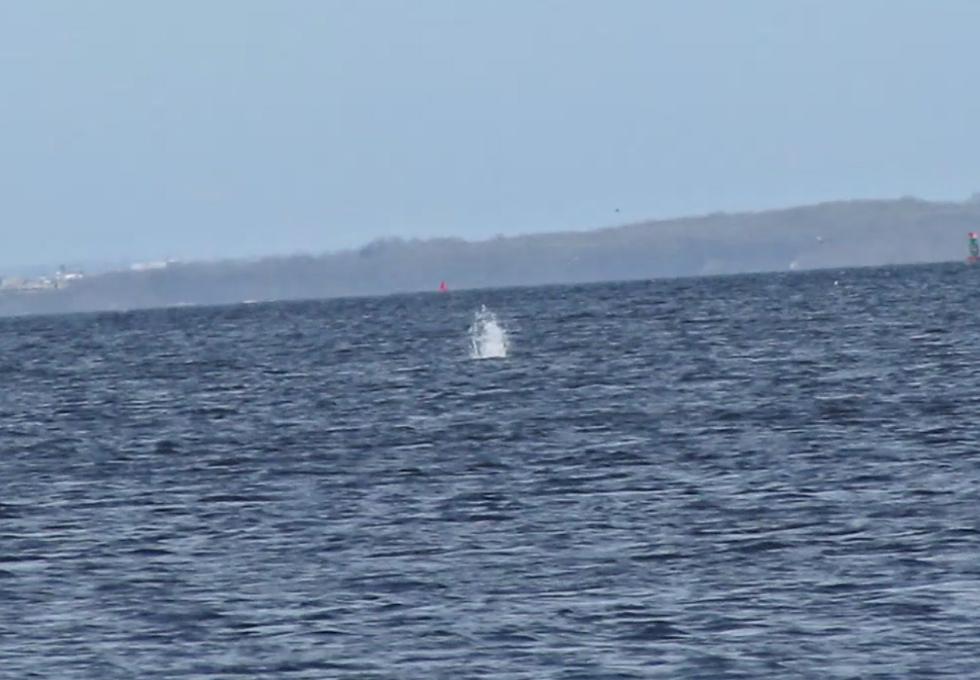 Gannet - Champion of Diving in Action On Sandy Hook Bay