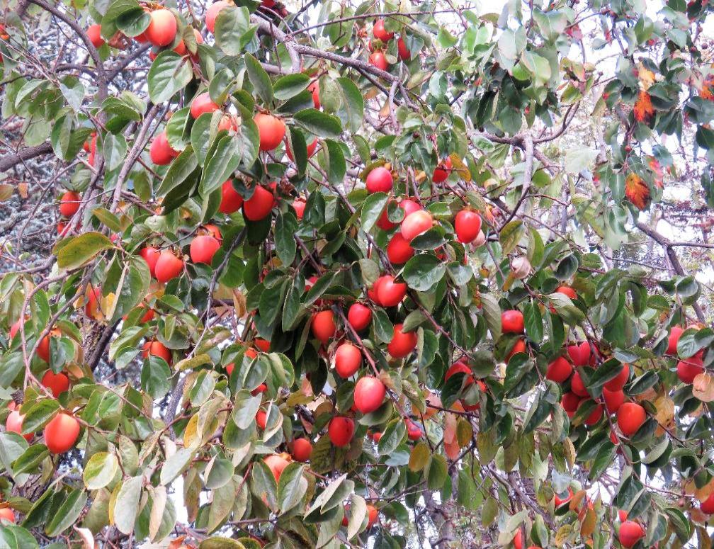Beautiful Roadside Autumn Foliage, Fruit Trees and Rare Snowfalls in ...