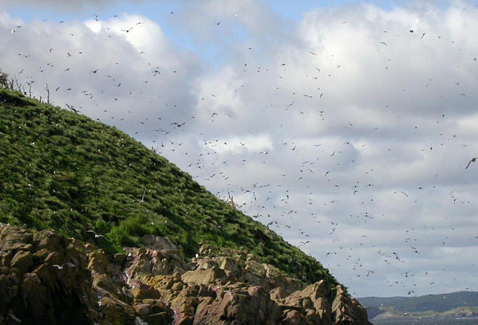 Millions of Seabirds on Bird Island in Newfoundland in Canada