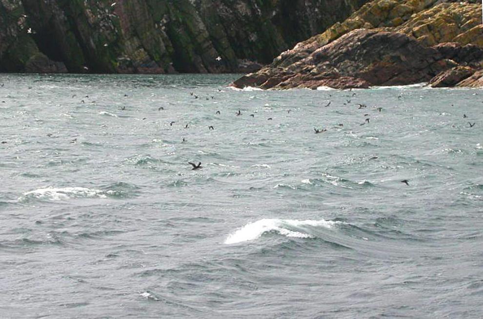 Millions of Seabirds on Bird Island in Newfoundland in Canada