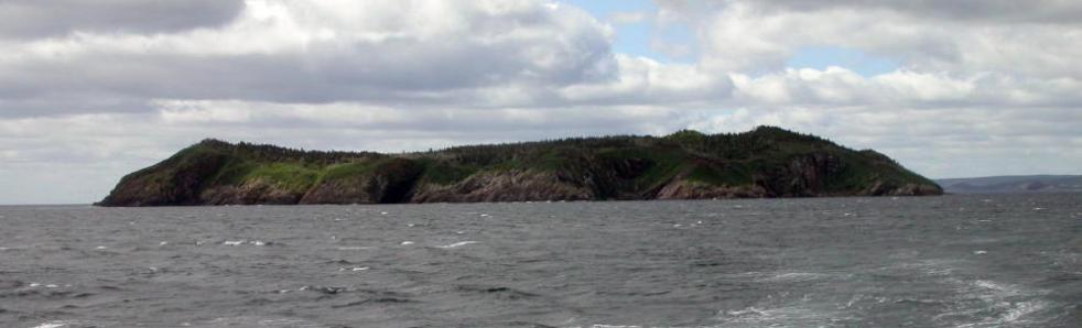 Millions of Seabirds on Bird Island in Newfoundland in Canada