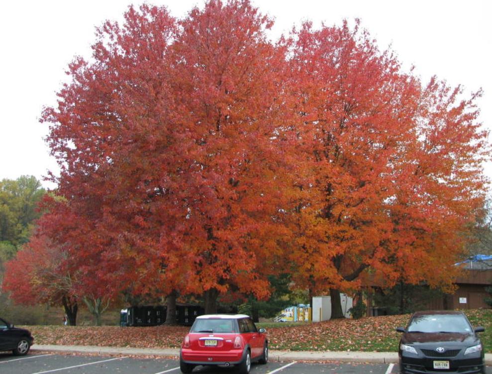 Autumn Foliage in Garden State