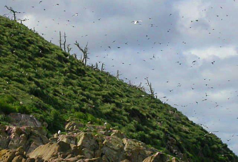 Millions of Seabirds on Bird Island in Newfoundland in Canada
