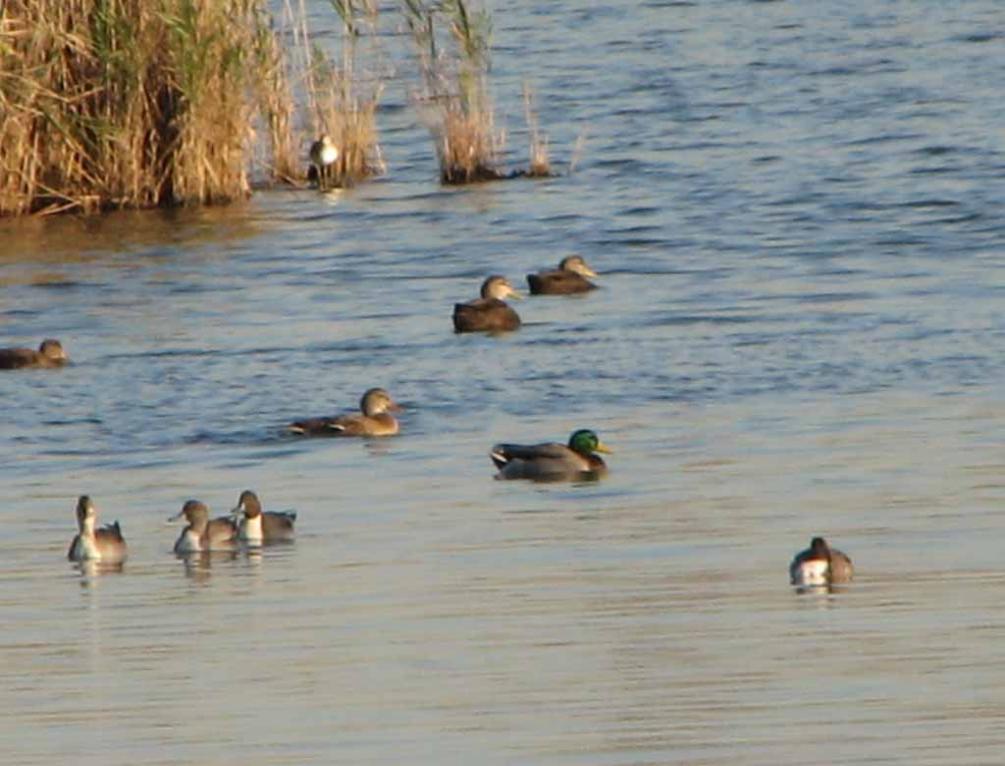 Meadowlands Richard W. Dekorte Park in New Jersey